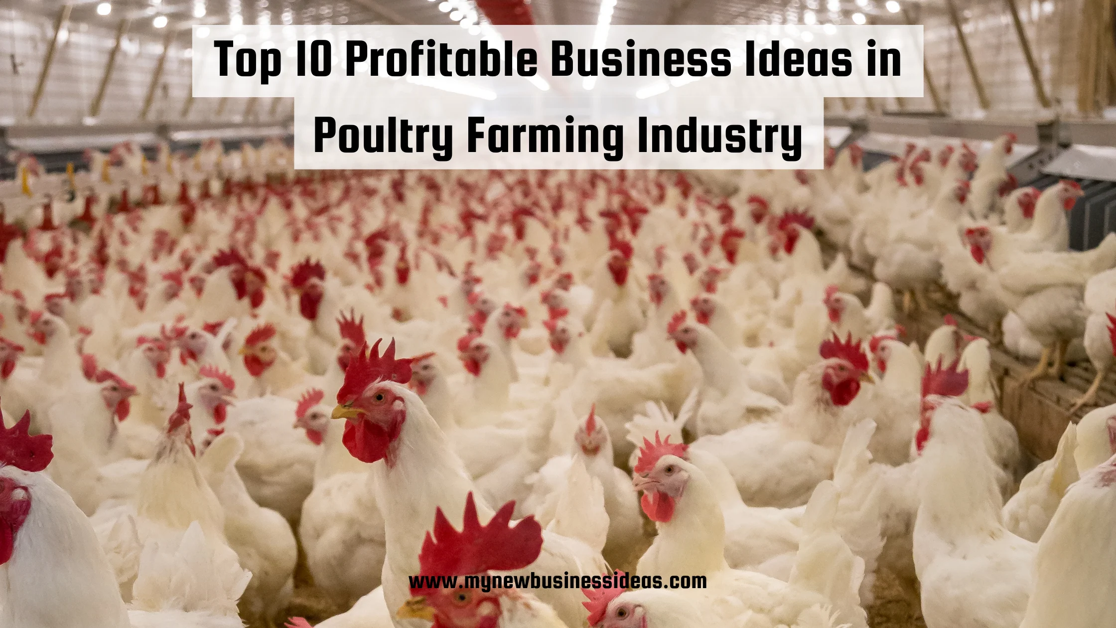 Top 10 Profitable Business Ideas in Poultry Farming Industry