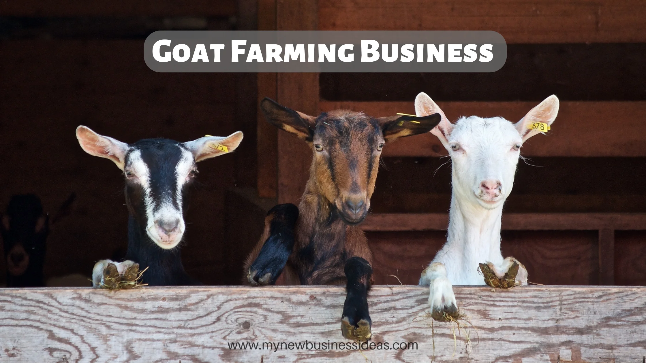 Goat Farming Business Plan in India